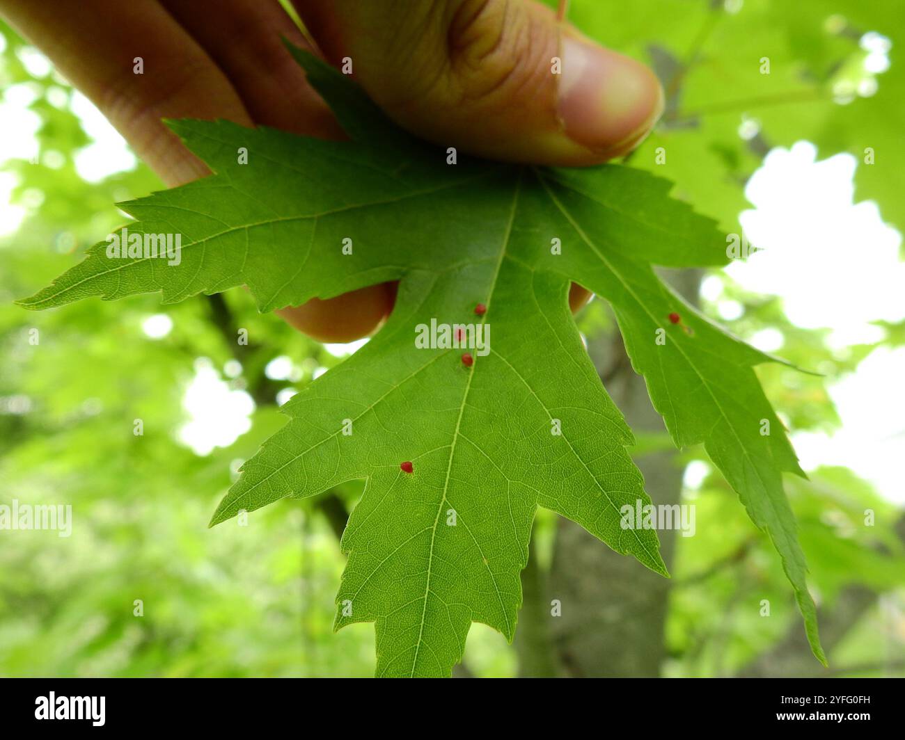 Maple Bladdergall Mite (Vasates quadripedes Stock Photo - Alamy