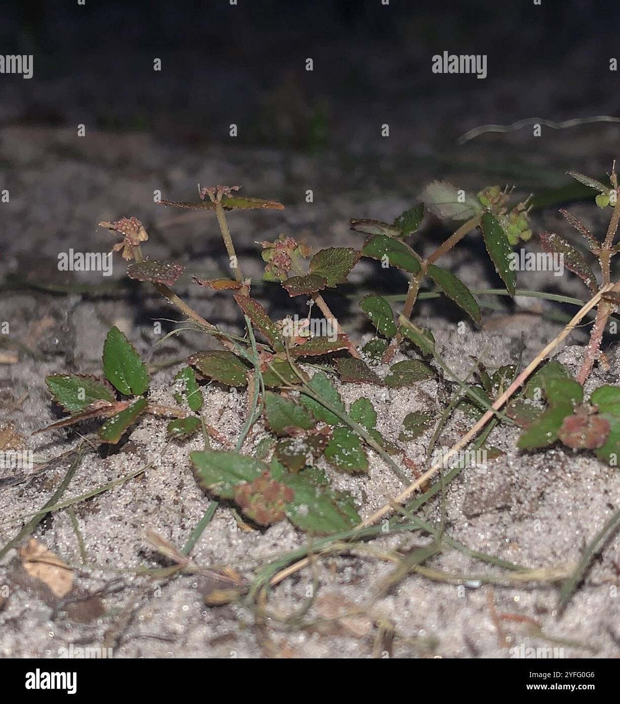 Florida Hammock Sandmat (Euphorbia ophthalmica Stock Photo - Alamy