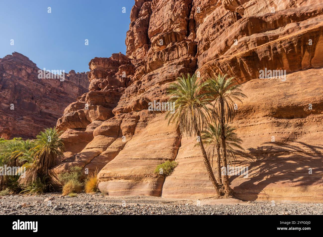 Palms in Wadi Disah canyon, Saudi Arabia Stock Photo - Alamy