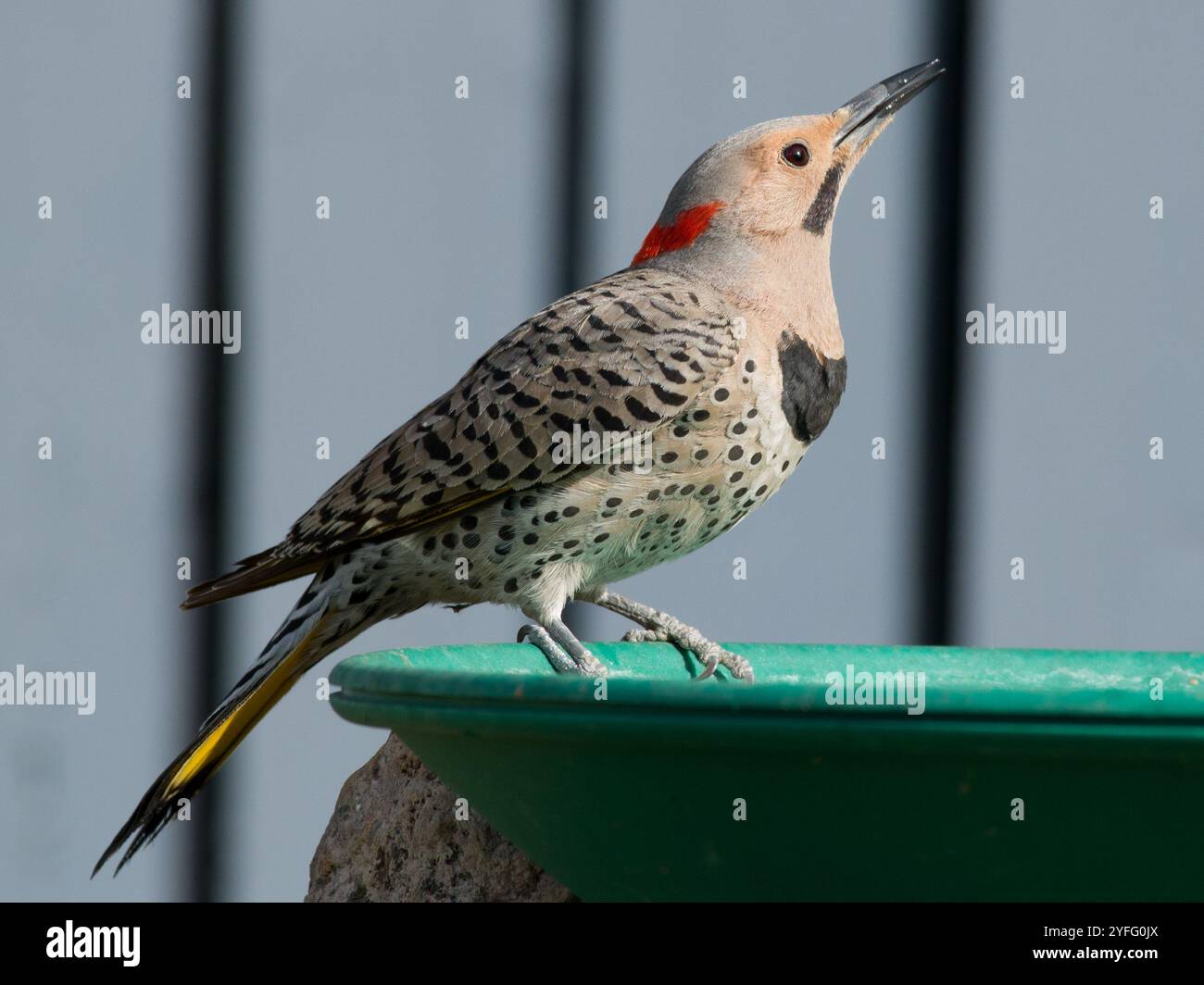 Northern Flicker (Colaptes auratus Stock Photo - Alamy