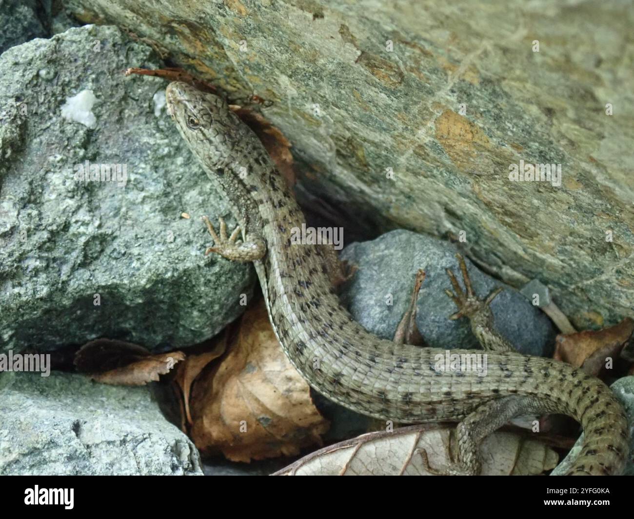 Northern Alligator Lizard (Elgaria coerulea Stock Photo - Alamy