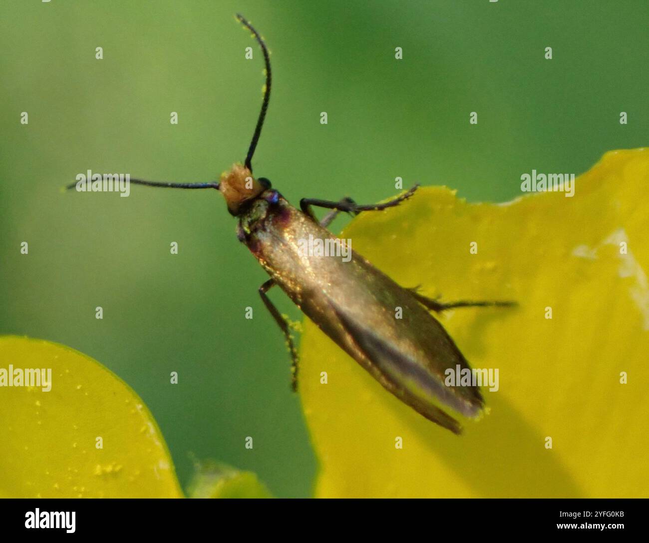 Marsh Marigold Moth (Micropterix calthella Stock Photo - Alamy