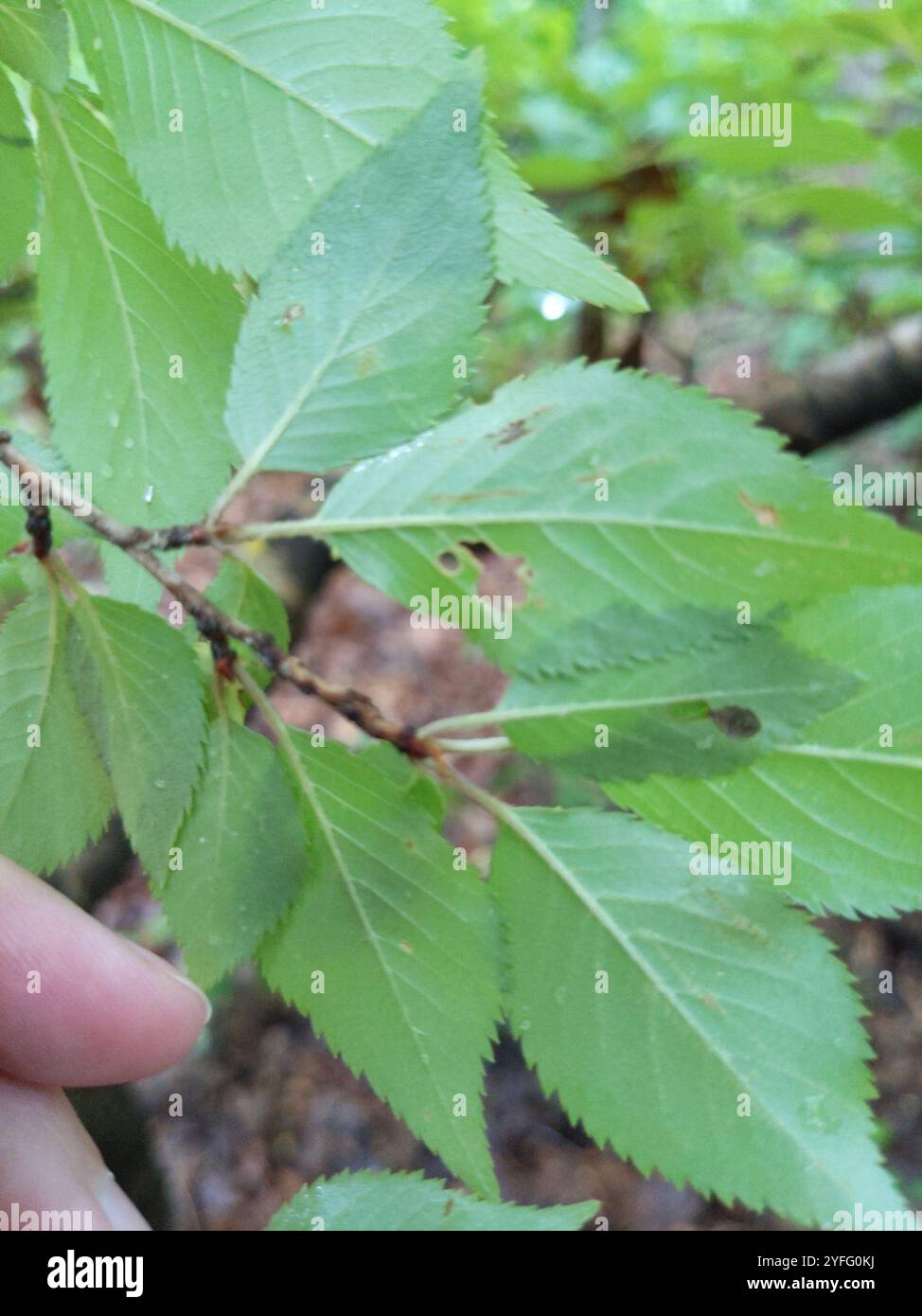 American plum (Prunus americana Stock Photo - Alamy