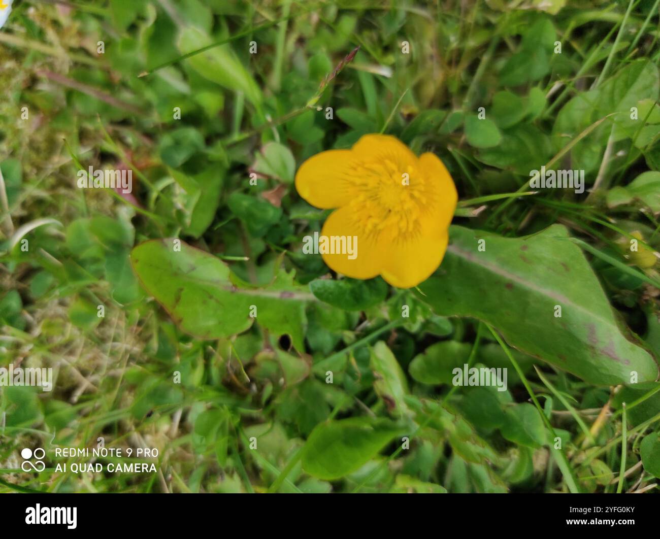 Creeping buttercup (Ranunculus repens Stock Photo - Alamy