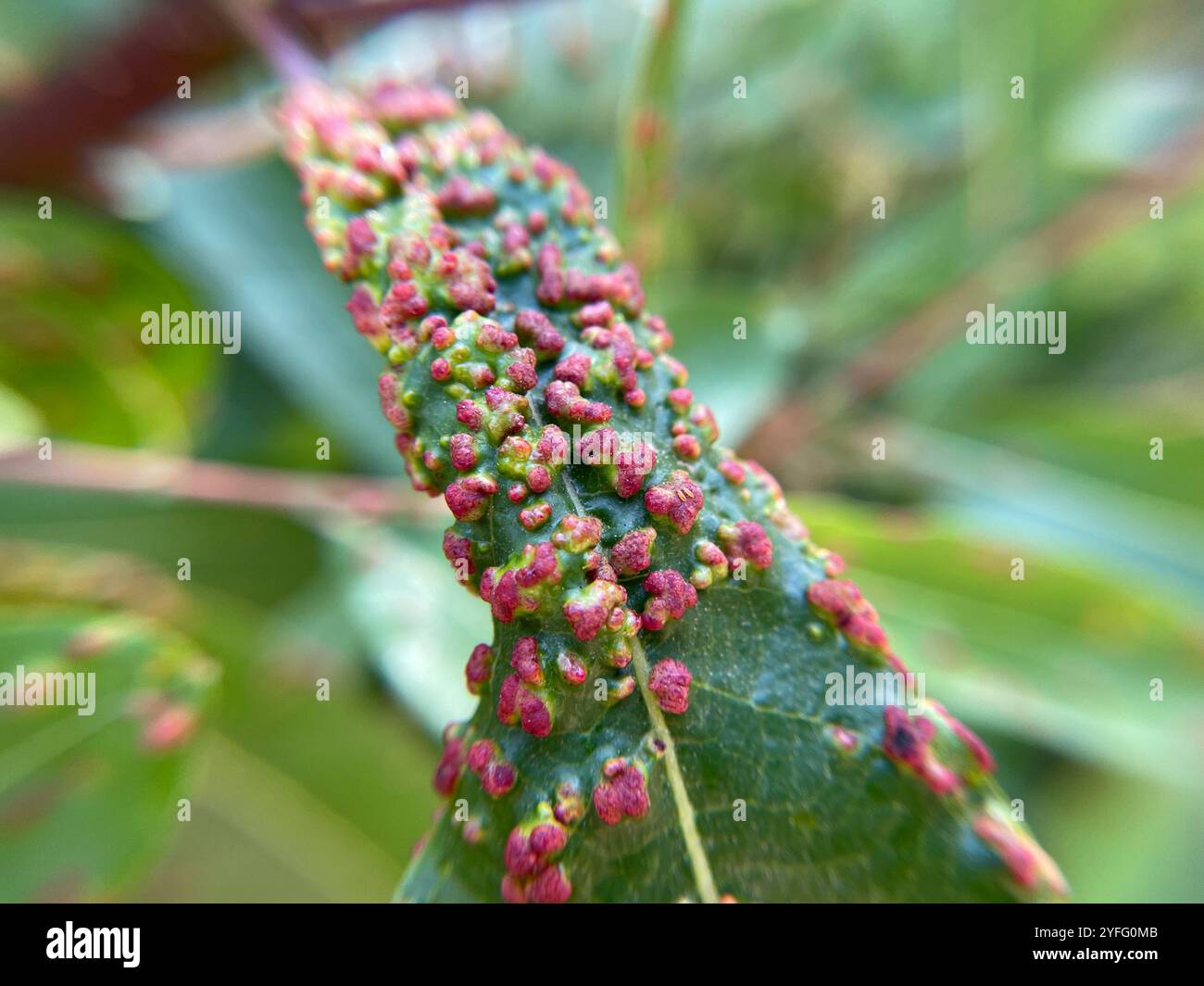 Willow Bead Gall Mite (Aculus tetanothrix Stock Photo - Alamy