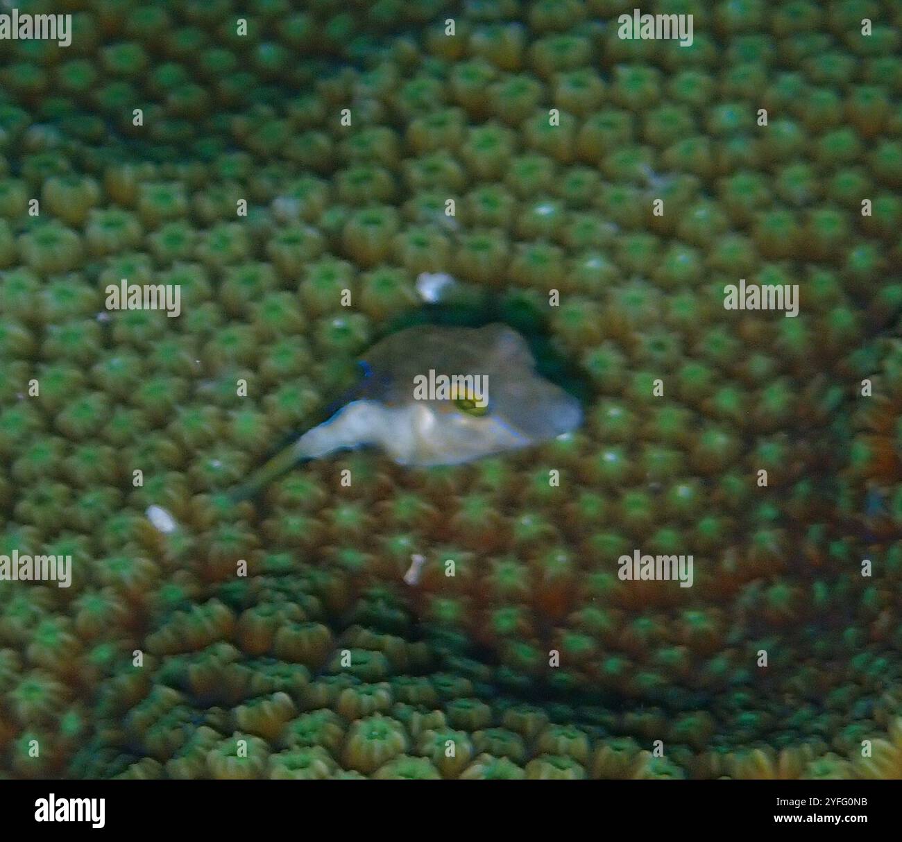 Caribbean sharpnose puffer canthigaster hi-res stock photography and ...
