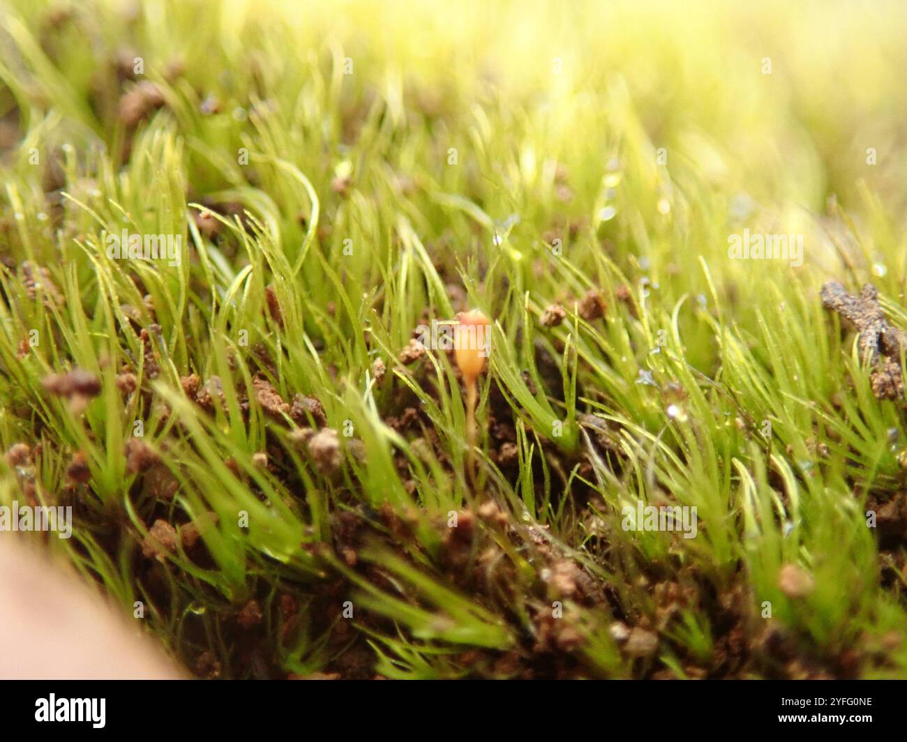 Silky Forklet-moss (Dicranella heteromalla Stock Photo - Alamy