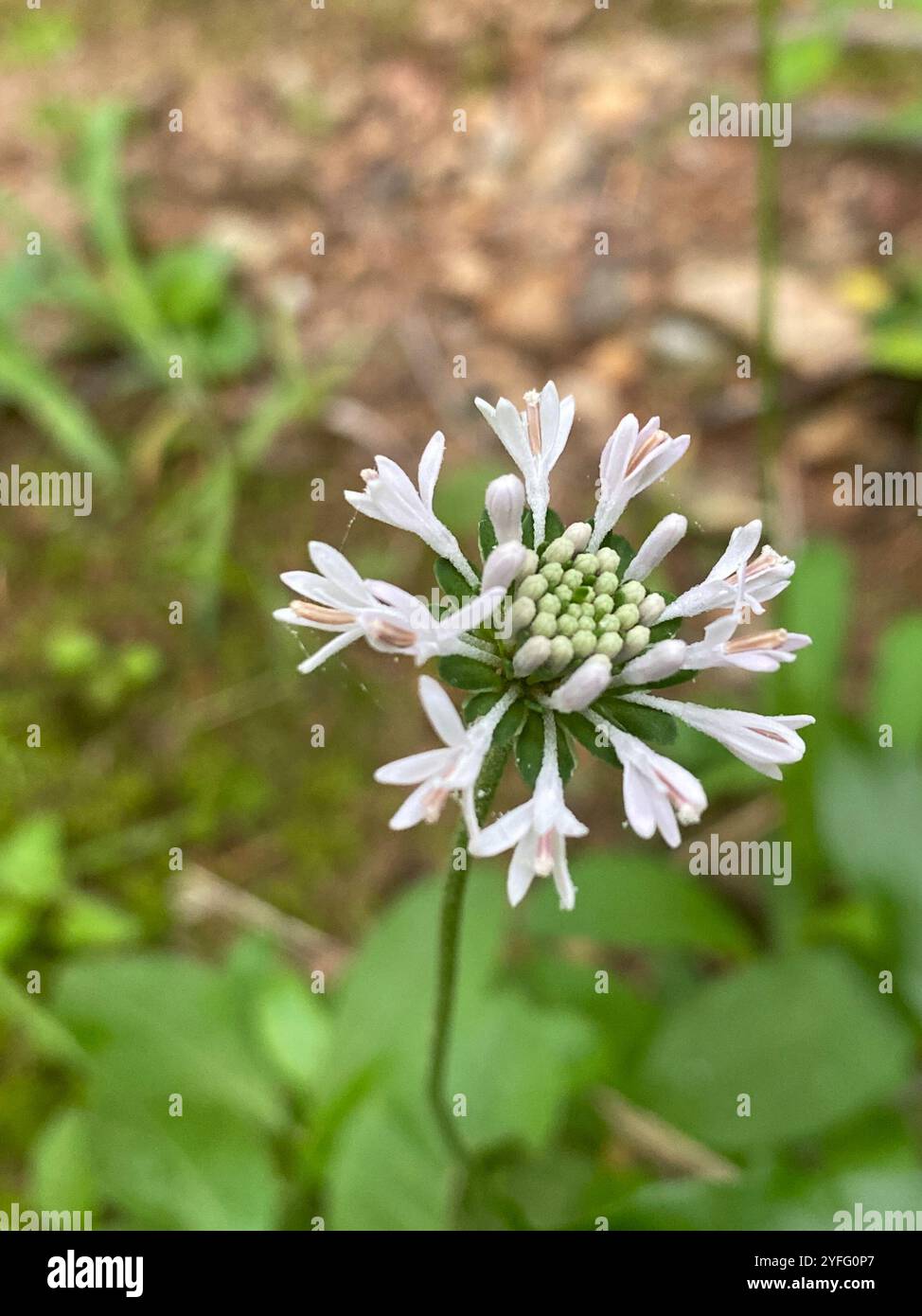 (Marshallia obovata obovata Stock Photo - Alamy