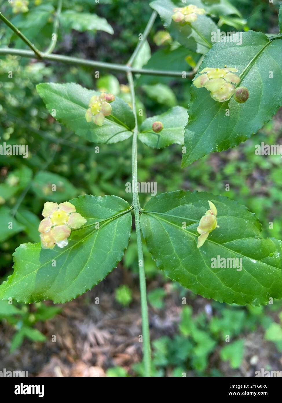 strawberry bush (Euonymus americanus Stock Photo - Alamy