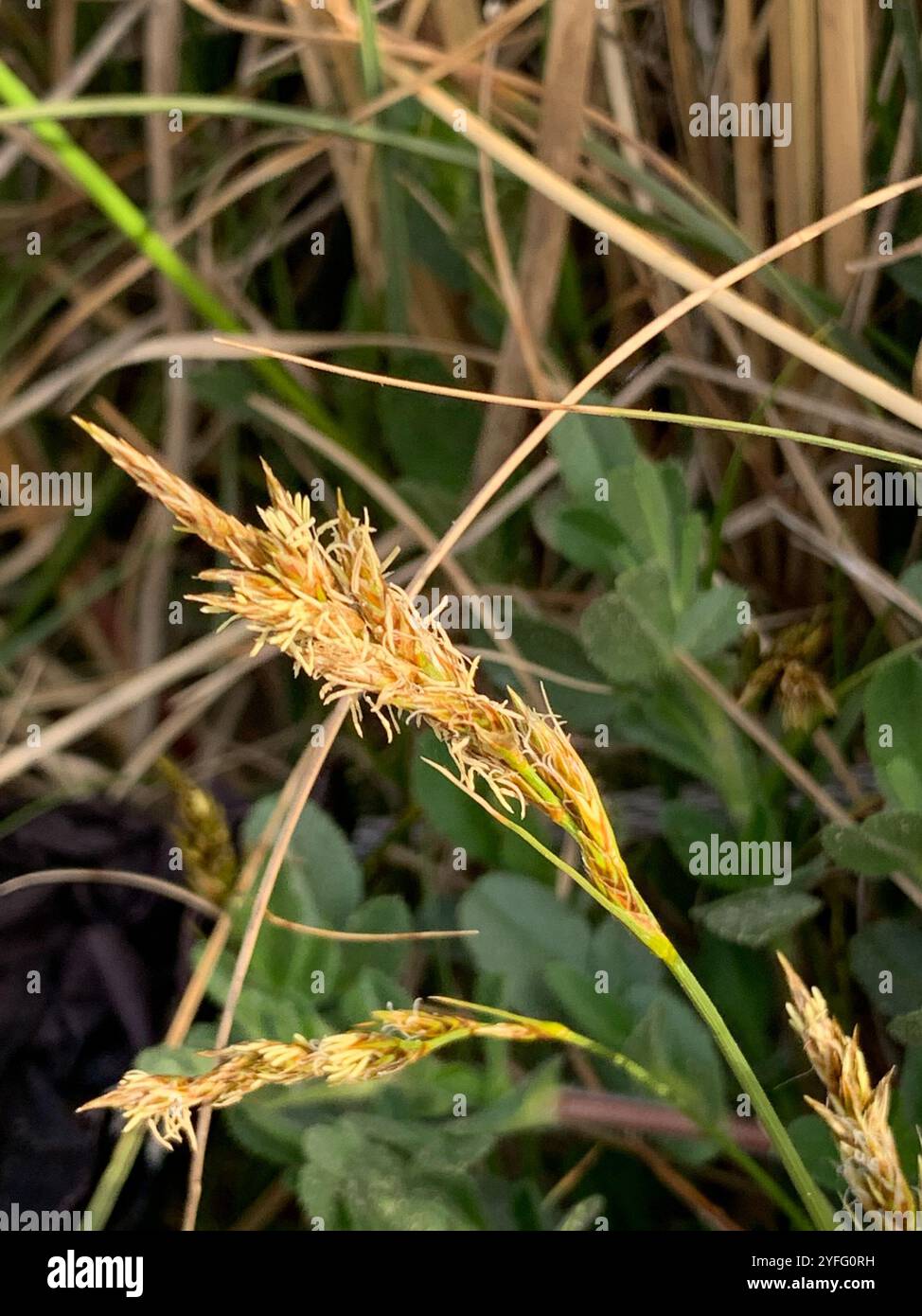 sand sedge (Carex arenaria Stock Photo - Alamy