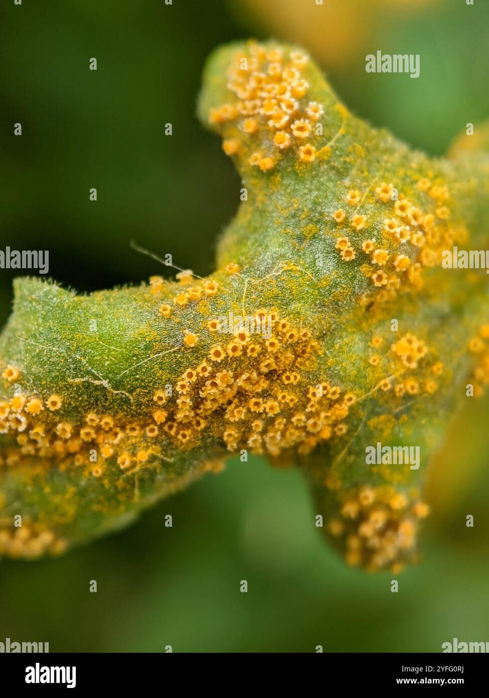 Groundsel crown rust (Puccinia lagenophorae Stock Photo - Alamy
