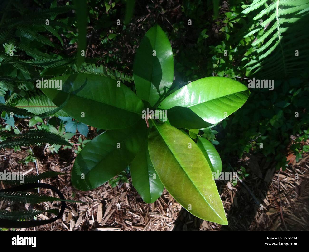 southern magnolia (Magnolia grandiflora Stock Photo - Alamy