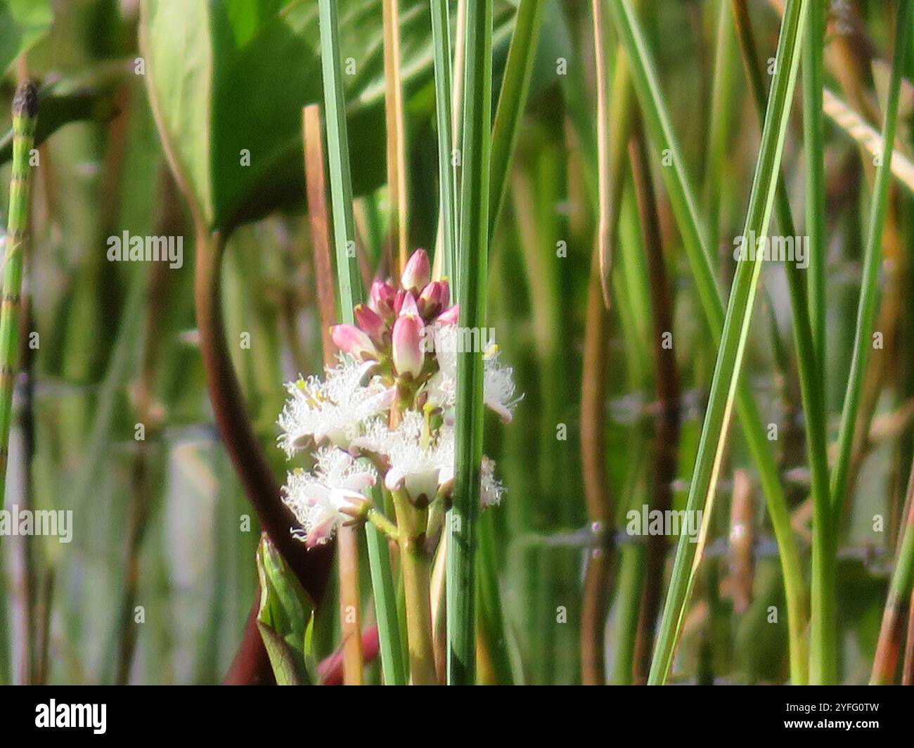 Bogbean (Menyanthes trifoliata Stock Photo - Alamy