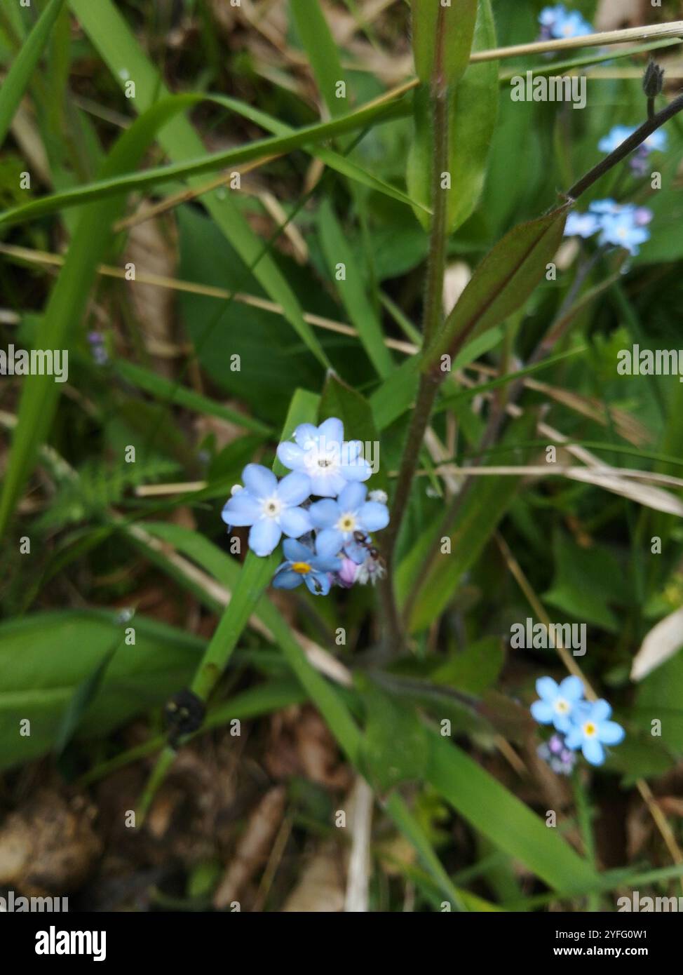 Wood Forget-me-not (Myosotis sylvatica Stock Photo - Alamy