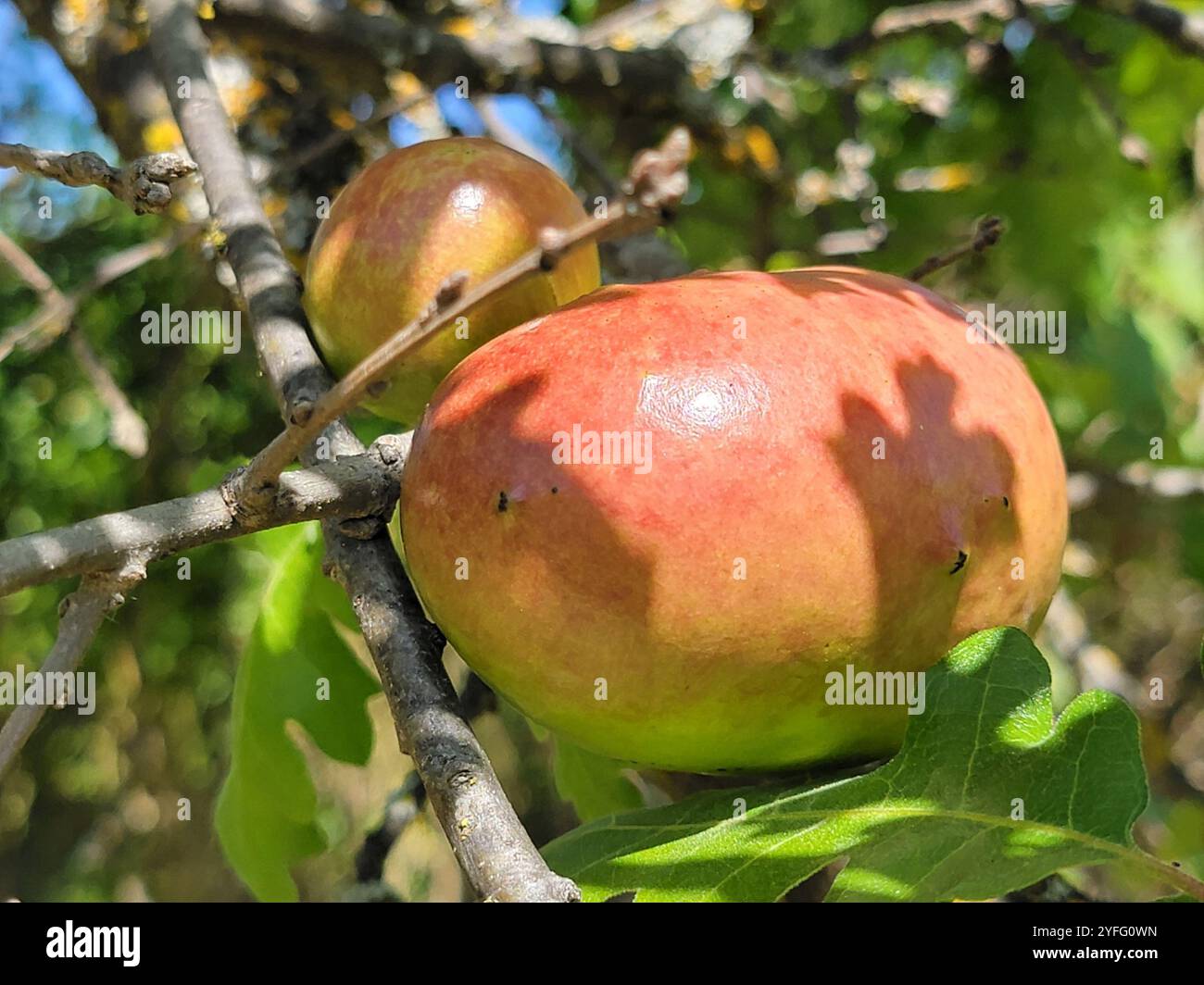 California Gall Wasp (Andricus quercuscalifornicus Stock Photo - Alamy
