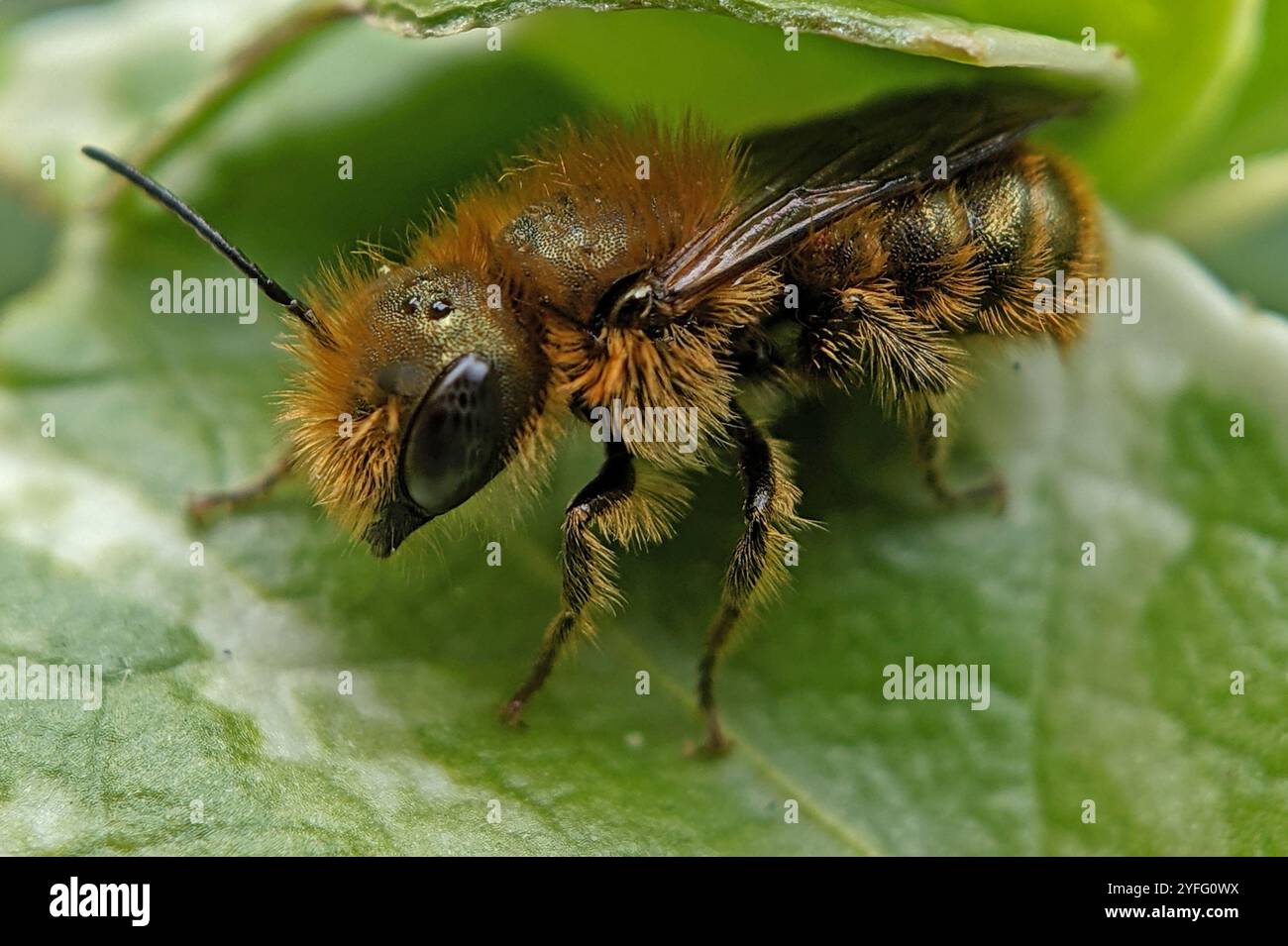 Orange-vented Mason Bee (Osmia leaiana Stock Photo - Alamy