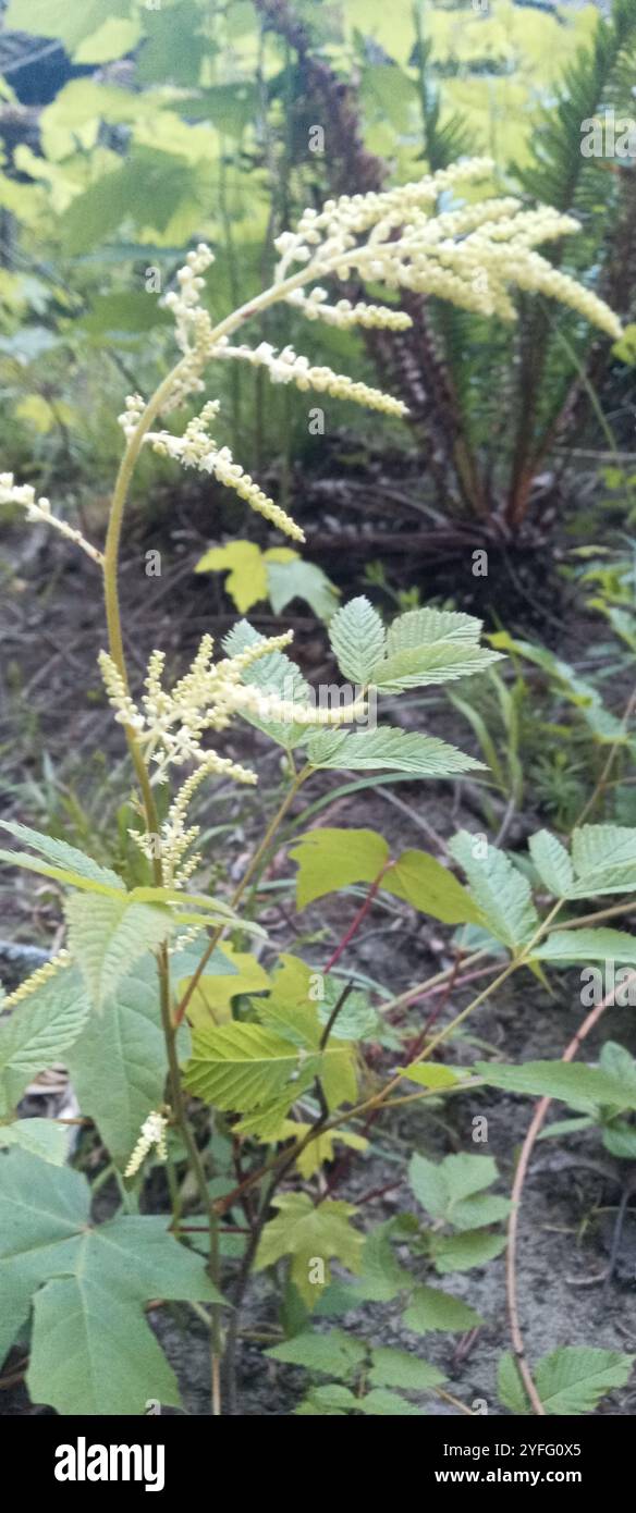 Goatsbeard (Aruncus dioicus Stock Photo - Alamy