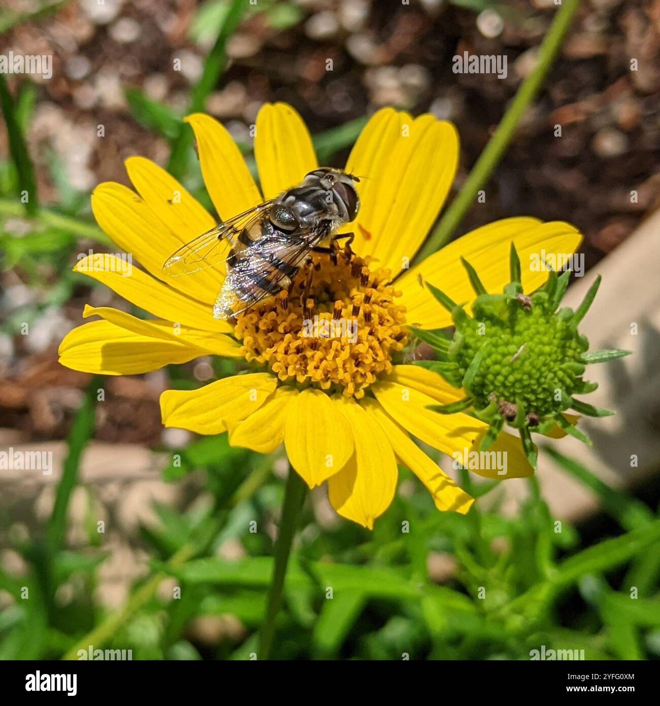 Yellow-spotted Bromeliad Fly (Copestylum avidum Stock Photo - Alamy