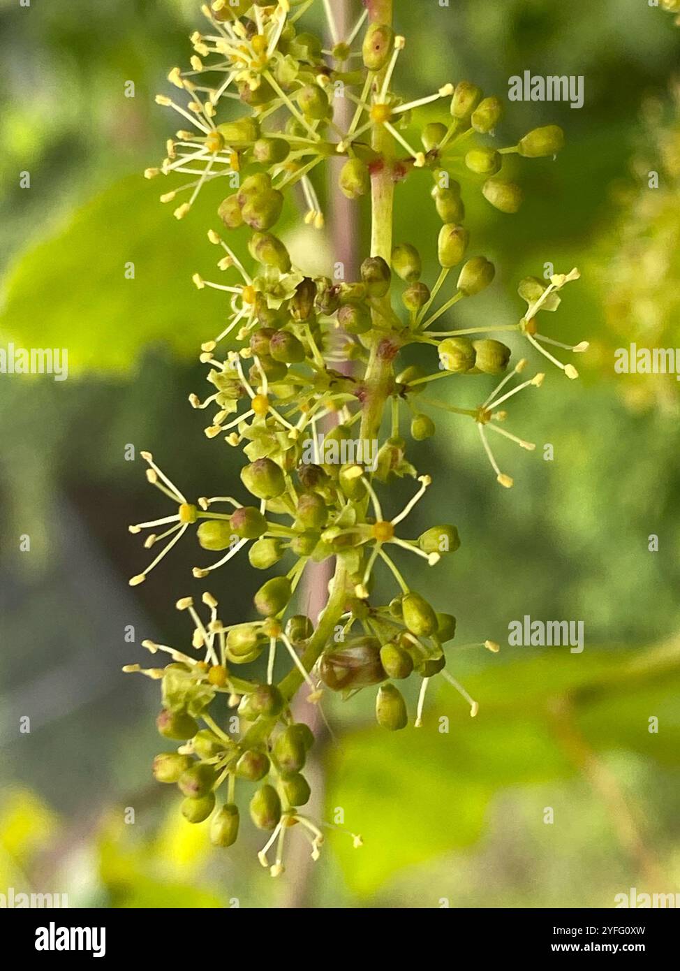 frost grape (Vitis vulpina Stock Photo - Alamy