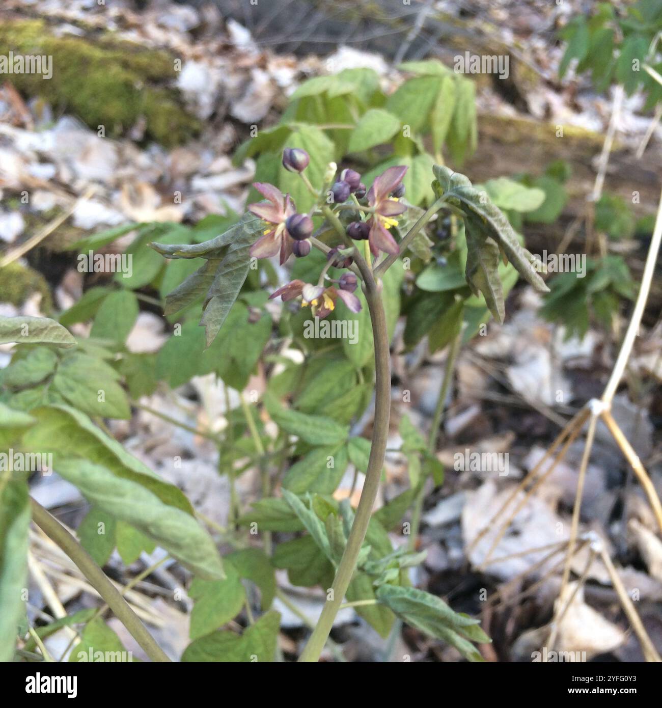 early blue cohosh (Caulophyllum giganteum Stock Photo - Alamy