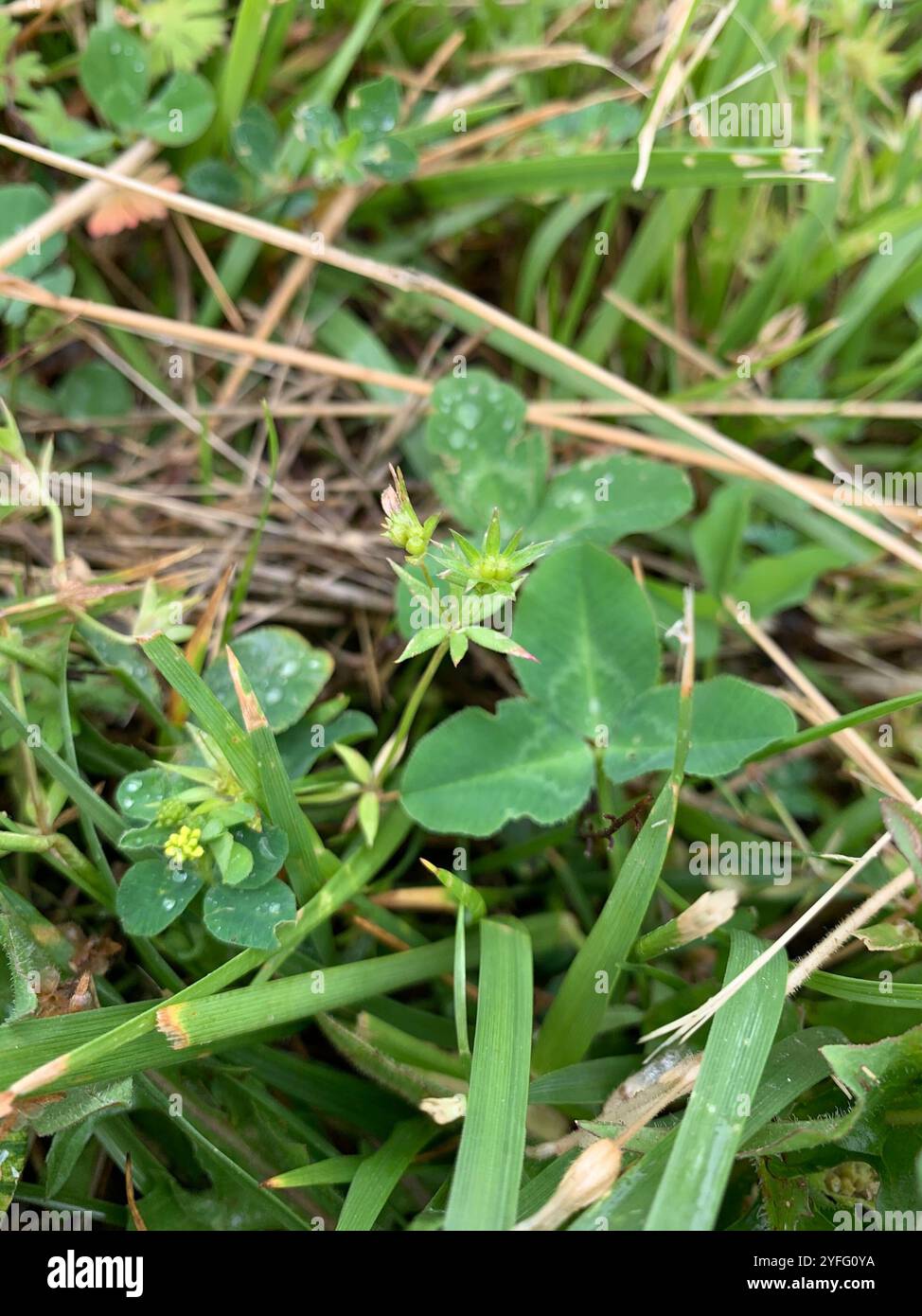 Field madder (Sherardia arvensis Stock Photo - Alamy