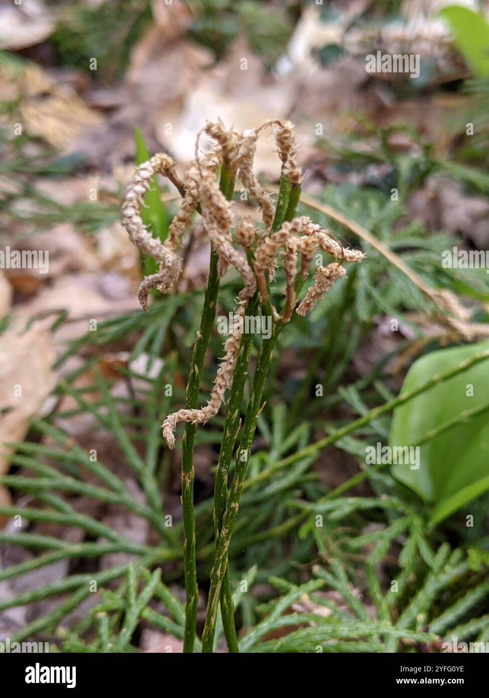 fan clubmoss (Diphasiastrum digitatum Stock Photo - Alamy