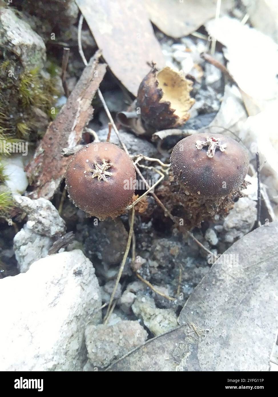 Calostoma hi-res stock photography and images - Alamy