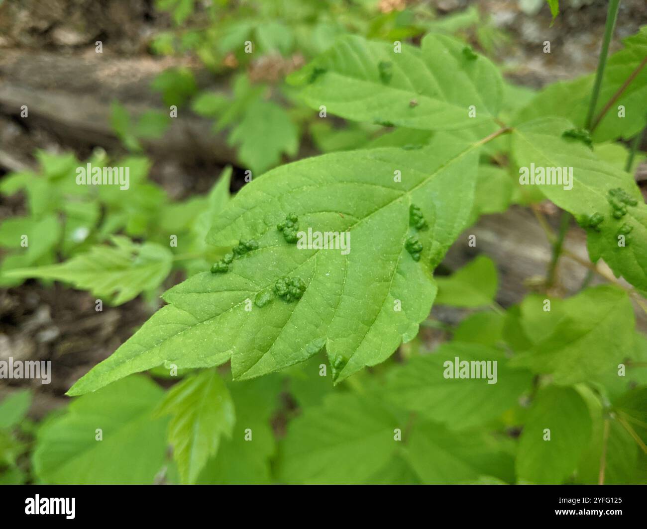 box elder pouch gall mite (Aceria negundi Stock Photo - Alamy