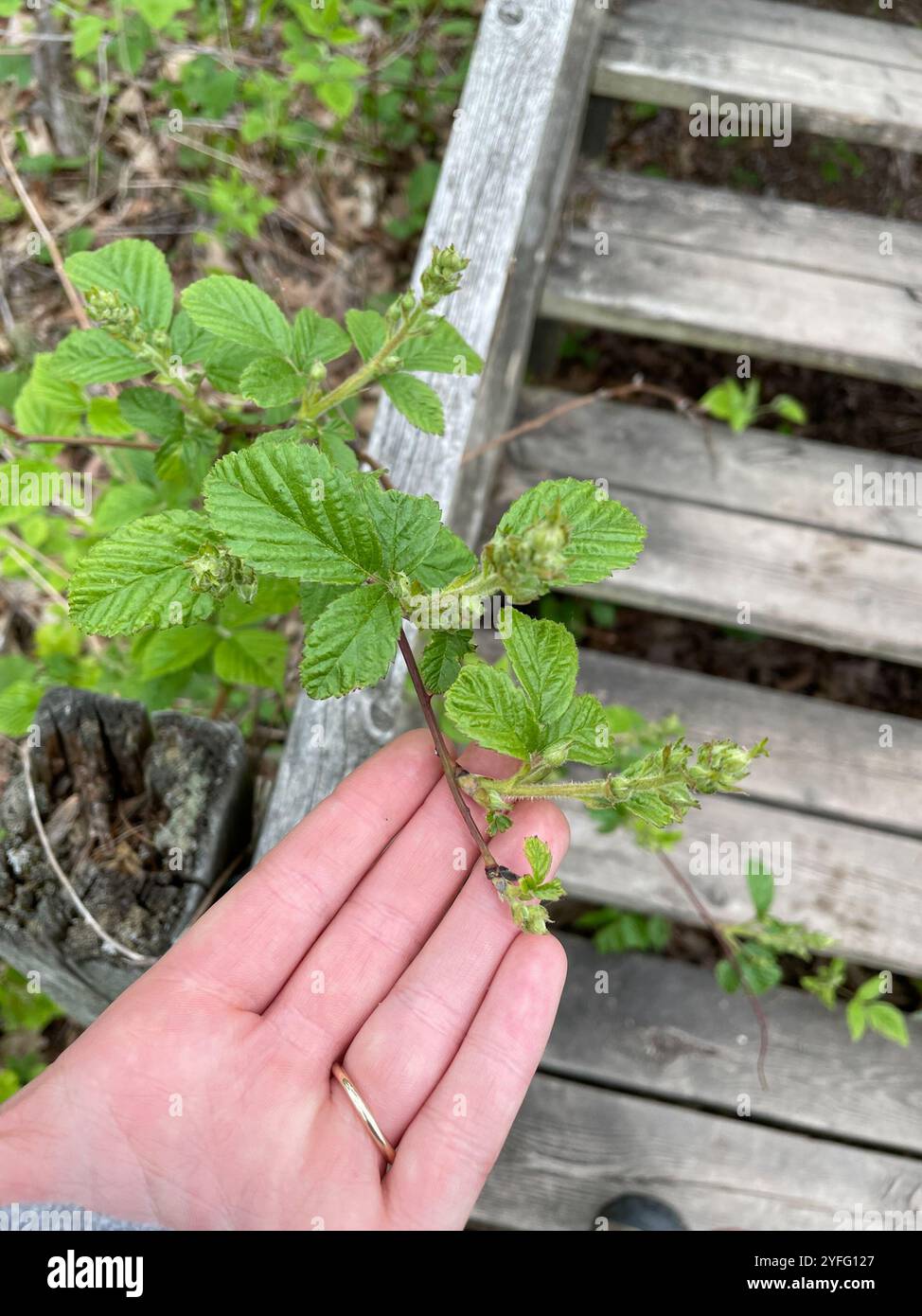 Pennsylvania Blackberry (Rubus pensilvanicus Stock Photo - Alamy