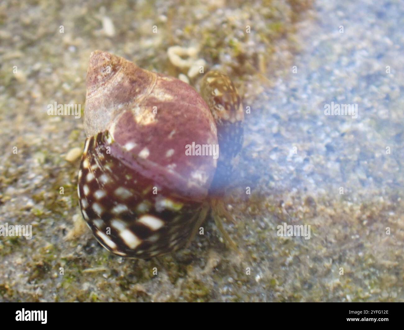 Littorina scutulata hi-res stock photography and images - Alamy