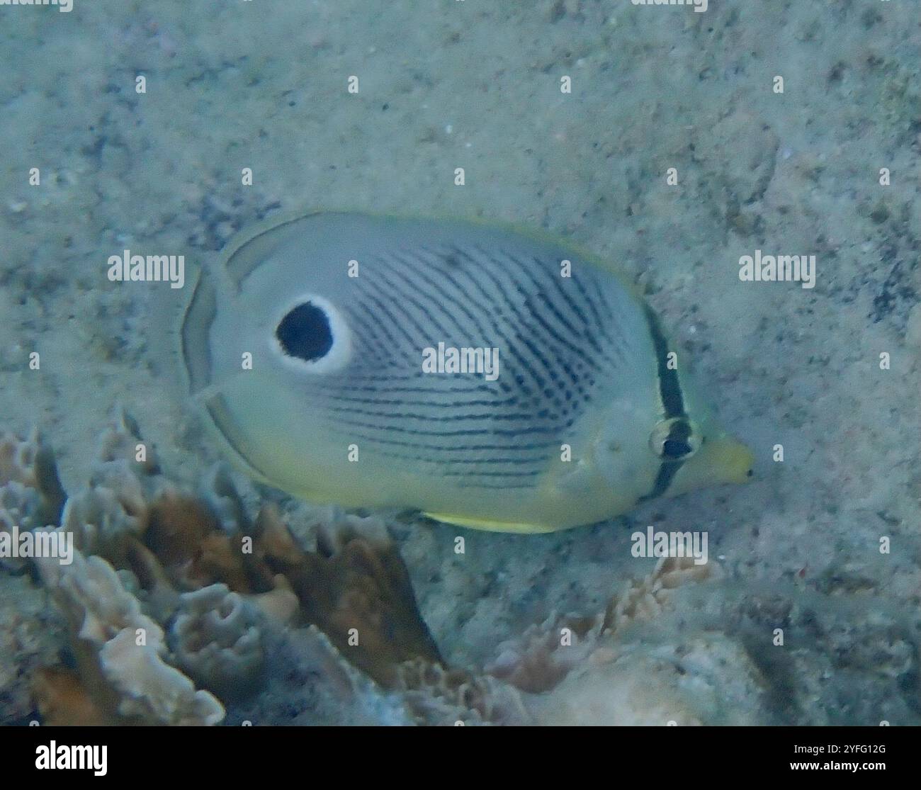 Four-eyed Butterflyfish (Chaetodon capistratus Stock Photo - Alamy