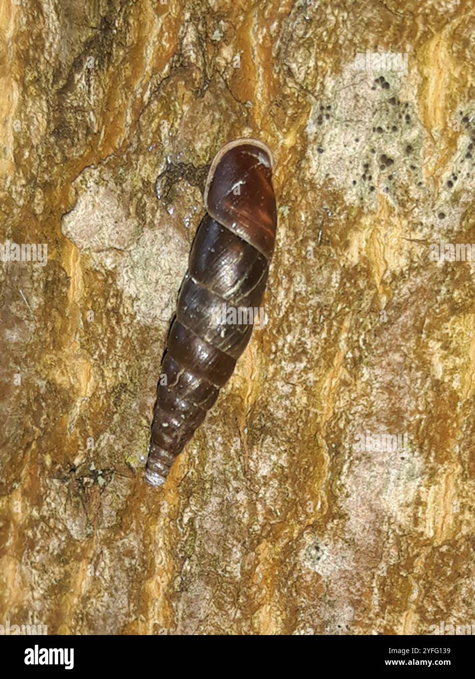 Plaited Door-snail (Cochlodina laminata Stock Photo - Alamy