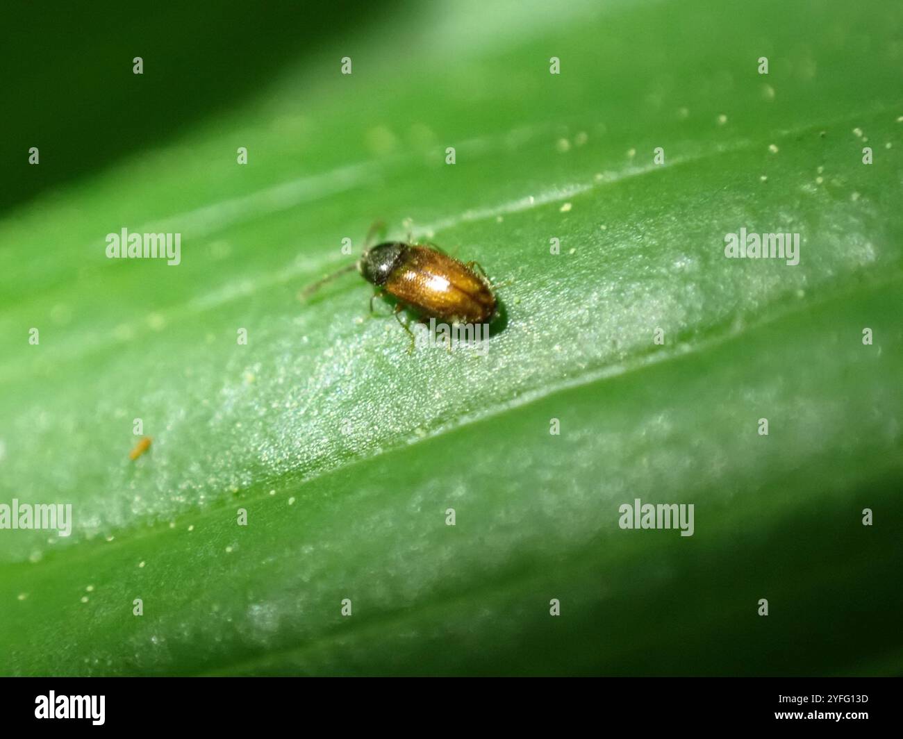 Silken Fungus Beetles (Cryptophagidae Stock Photo - Alamy