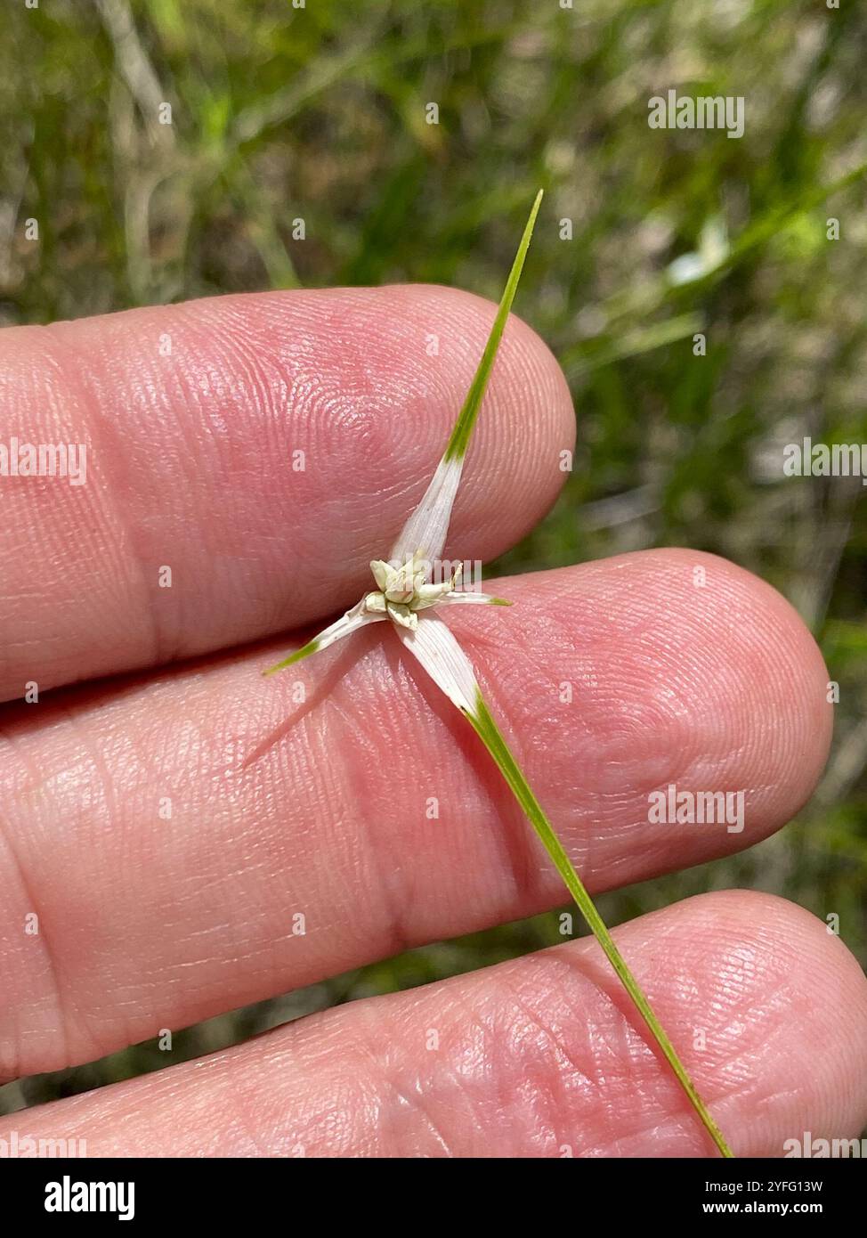 whitetop sedge (Rhynchospora colorata Stock Photo - Alamy