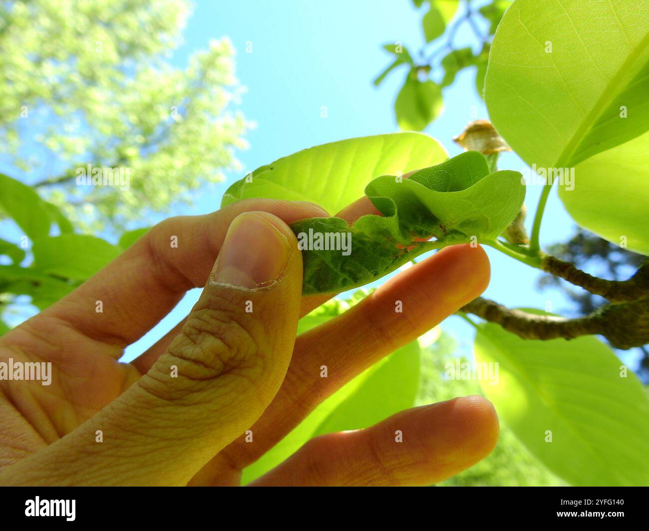 Winged and Once-winged Insects (Pterygota Stock Photo - Alamy
