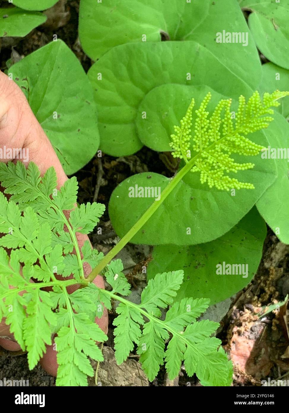 rattlesnake fern (Botrypus virginianus Stock Photo - Alamy