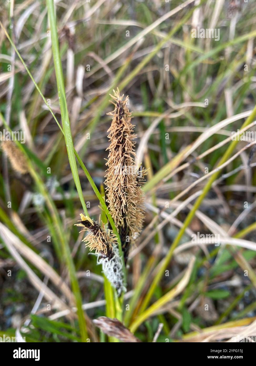 true sedges (Carex Stock Photo - Alamy