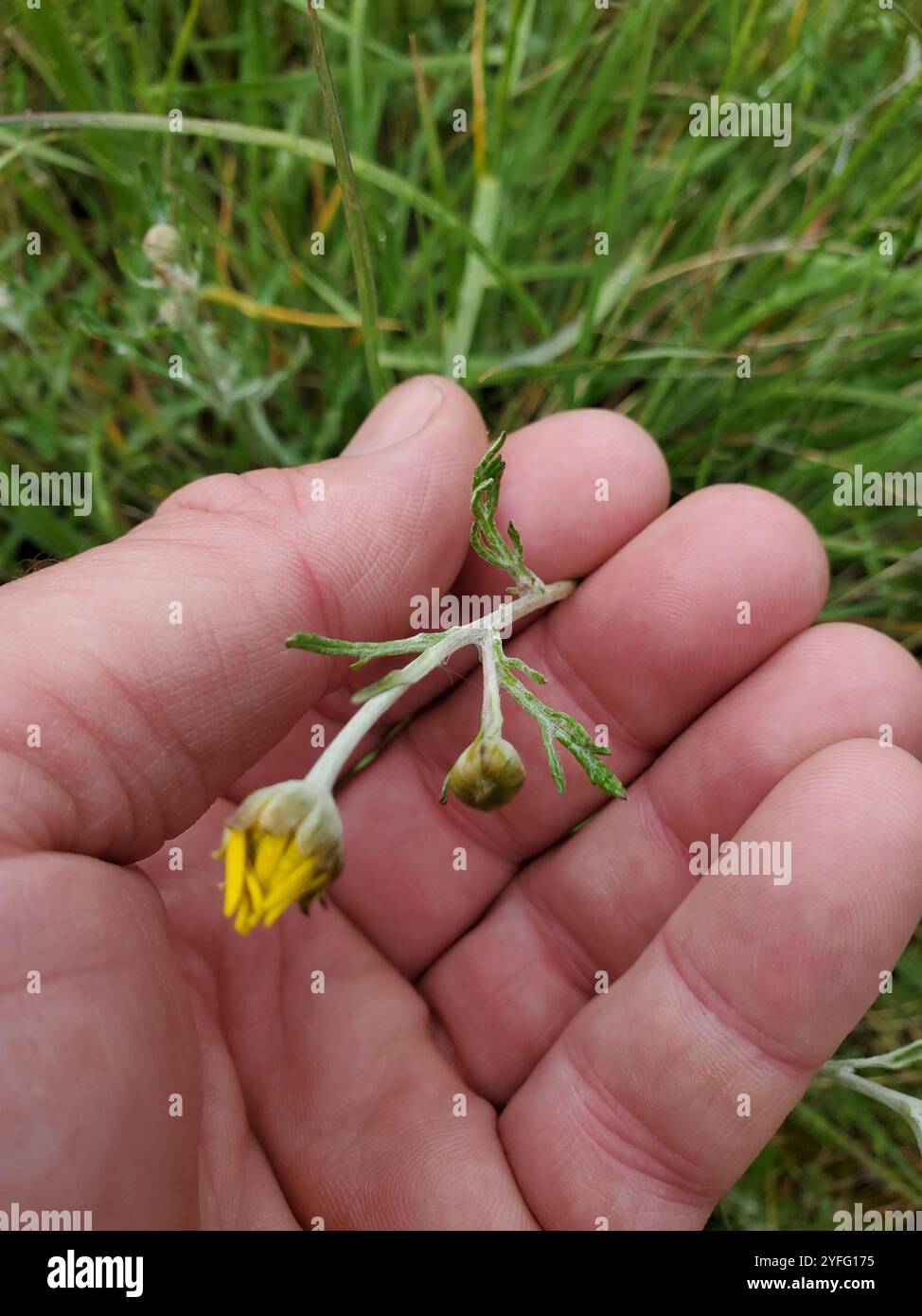 common woolly sunflower (Eriophyllum lanatum Stock Photo - Alamy