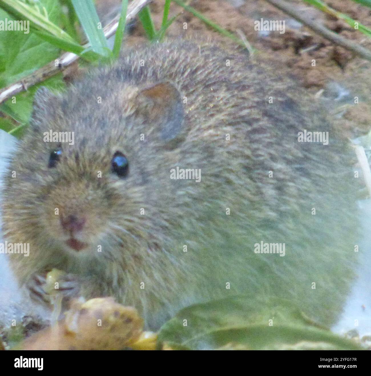 Hispid Cotton Rat (Sigmodon hispidus Stock Photo - Alamy