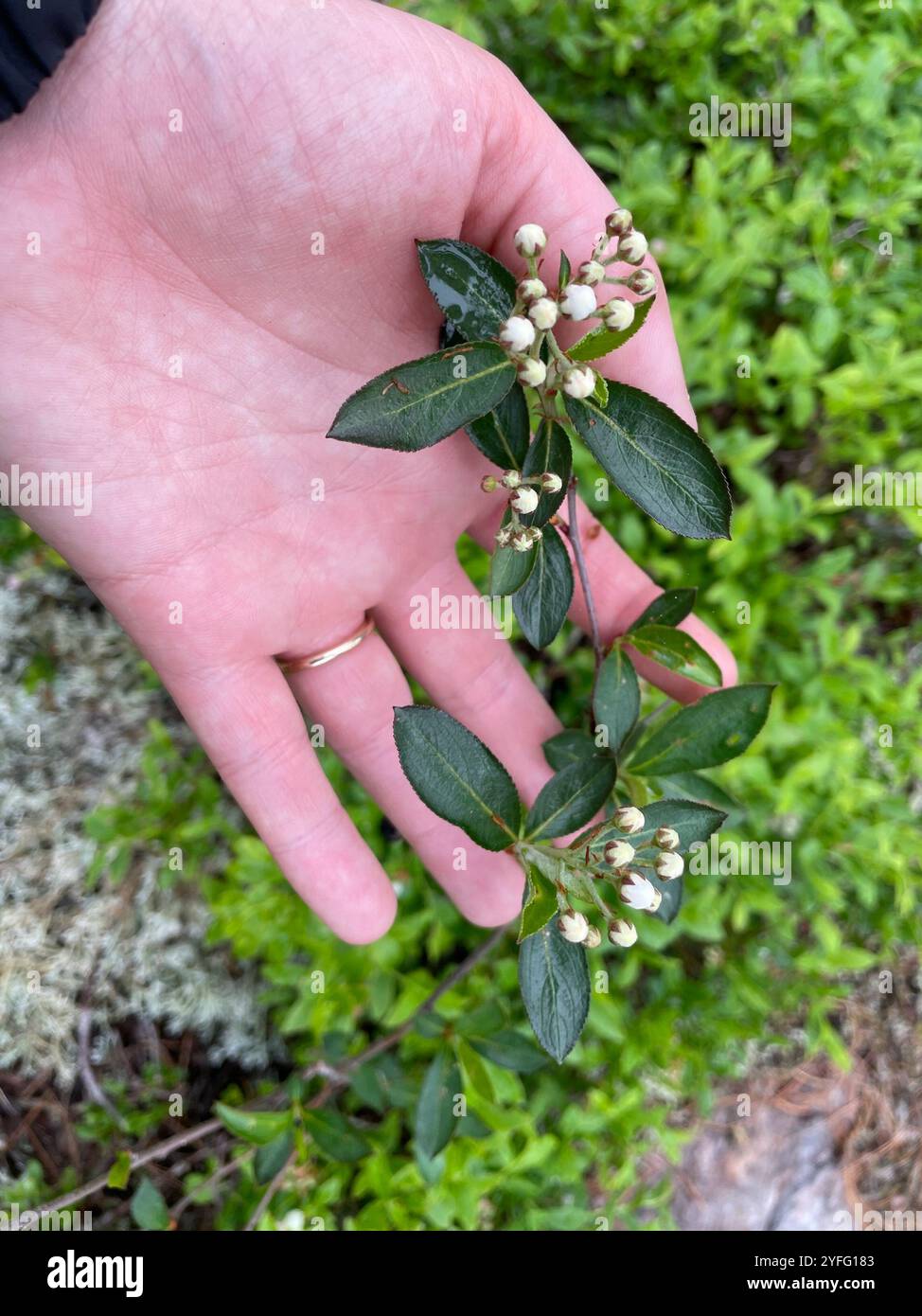 black chokeberry (Aronia melanocarpa Stock Photo - Alamy