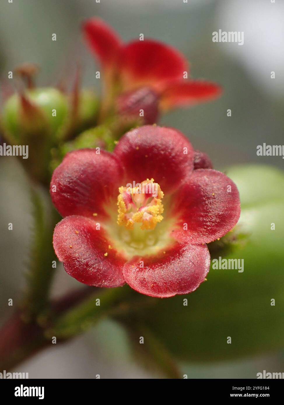 Bellyache Bush (Jatropha gossypiifolia Stock Photo - Alamy