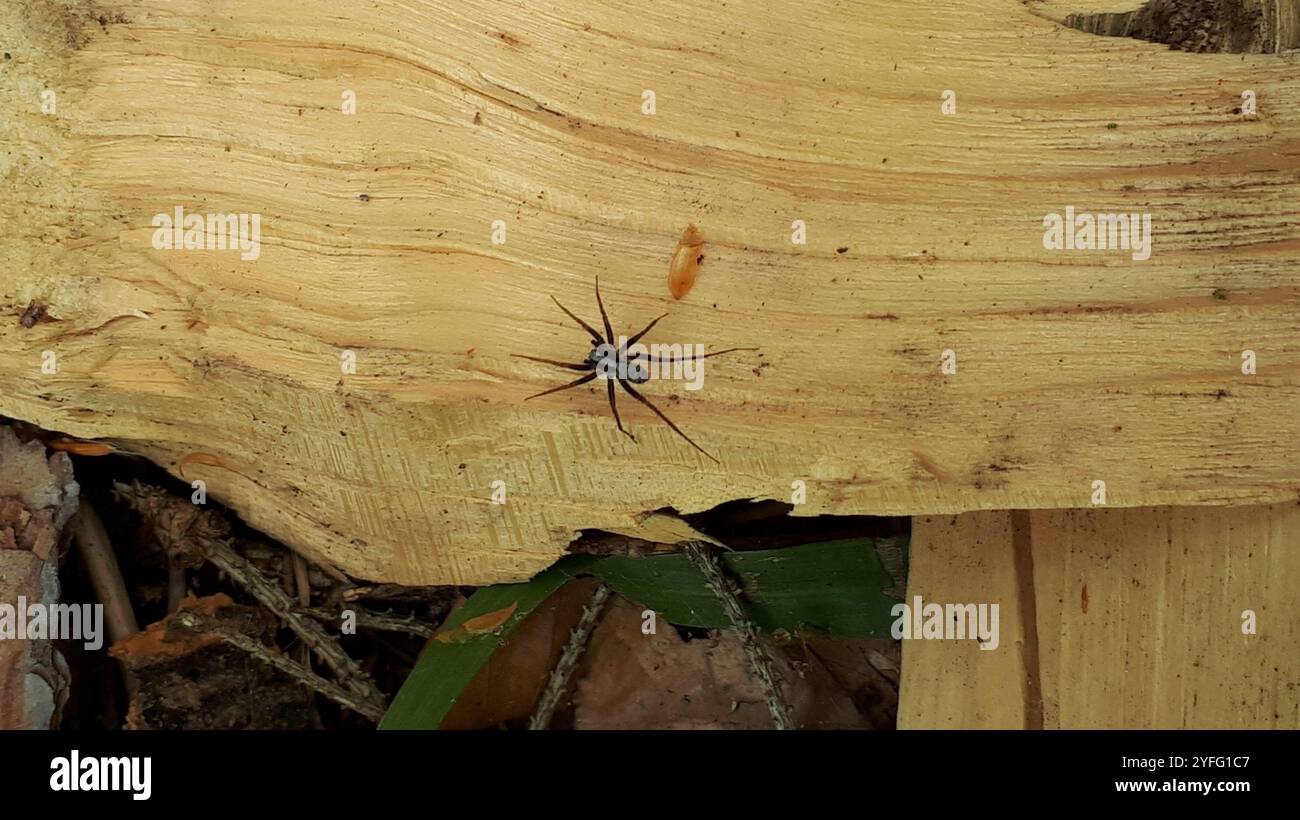 Thin-legged Wolf Spiders (Pardosa Stock Photo - Alamy