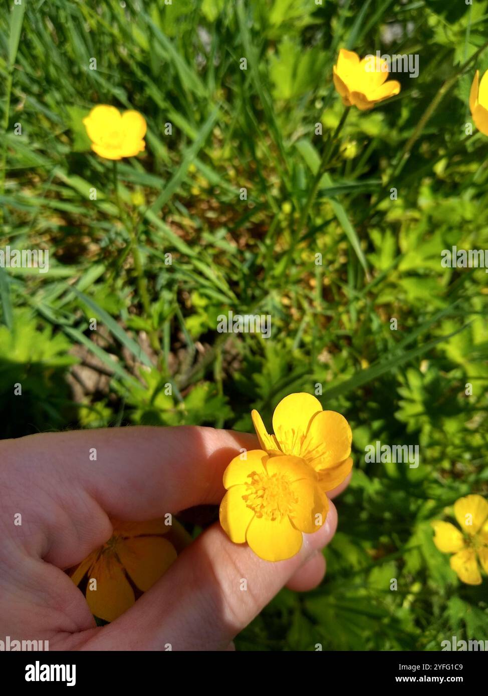 Creeping buttercup (Ranunculus repens Stock Photo - Alamy