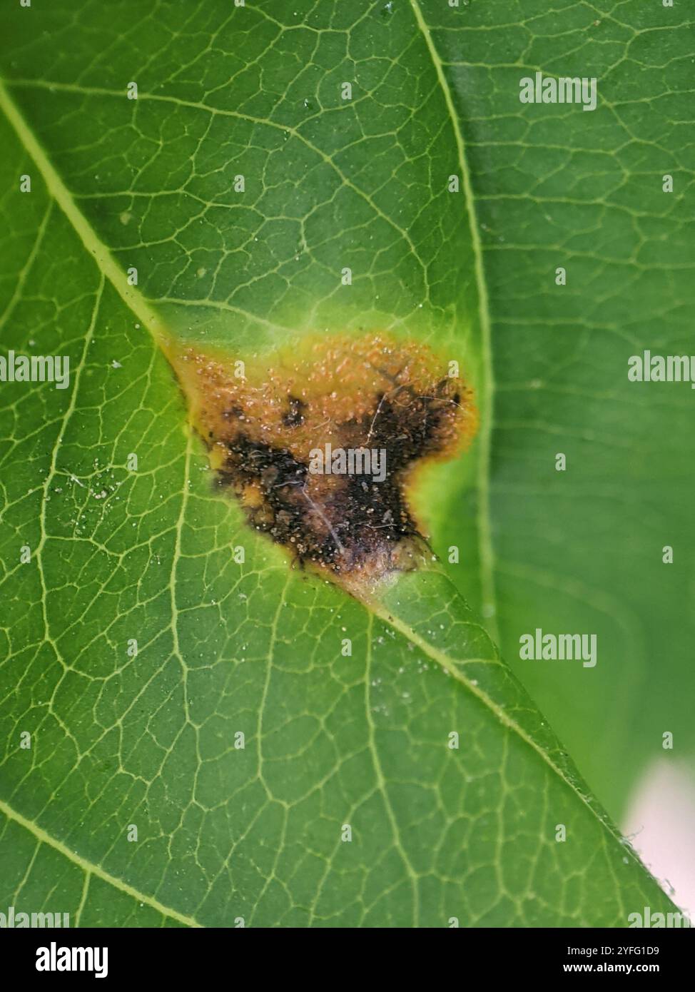Crown Rust (Puccinia coronata Stock Photo - Alamy