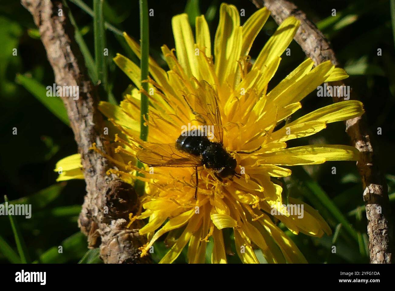 Wood Flies (Blera Stock Photo - Alamy