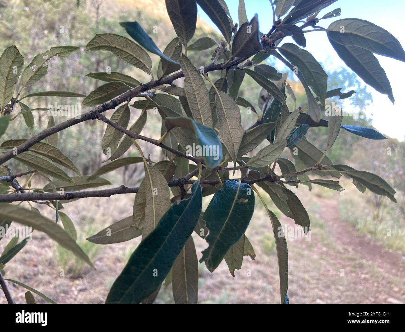 silverleaf oak (Quercus hypoleucoides Stock Photo - Alamy