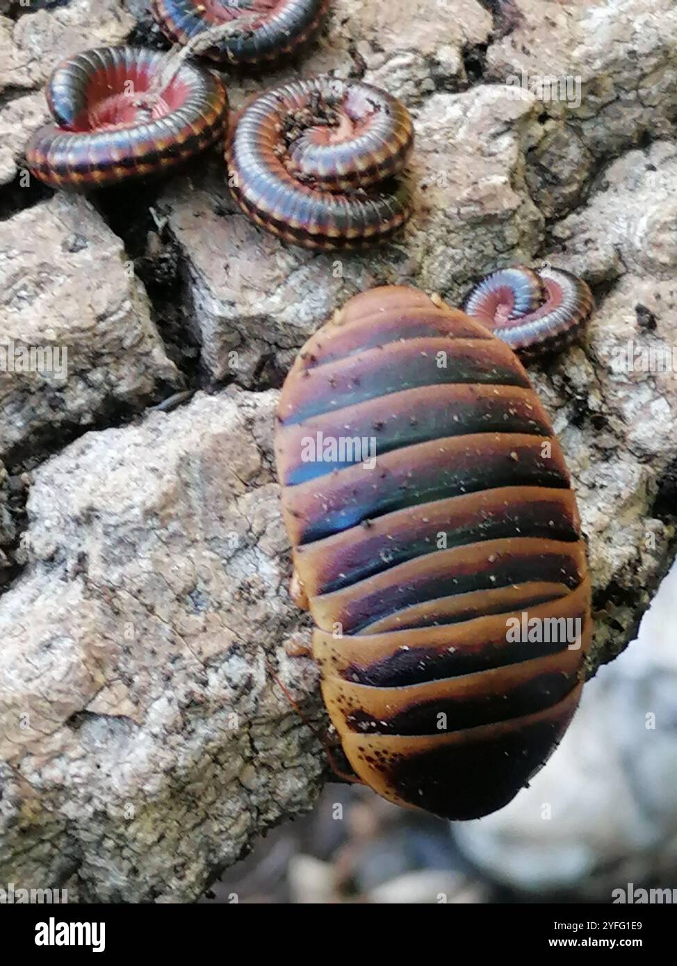 Cape Mountain Cockroach (Aptera fusca Stock Photo - Alamy