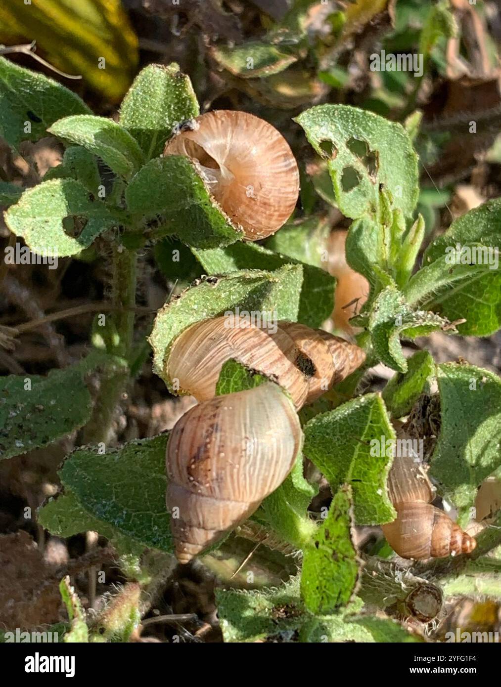 Ghost Bulimulus (Bulimulus bonariensis Stock Photo - Alamy