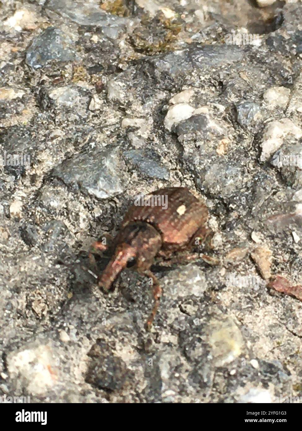 Graptus hi-res stock photography and images - Alamy