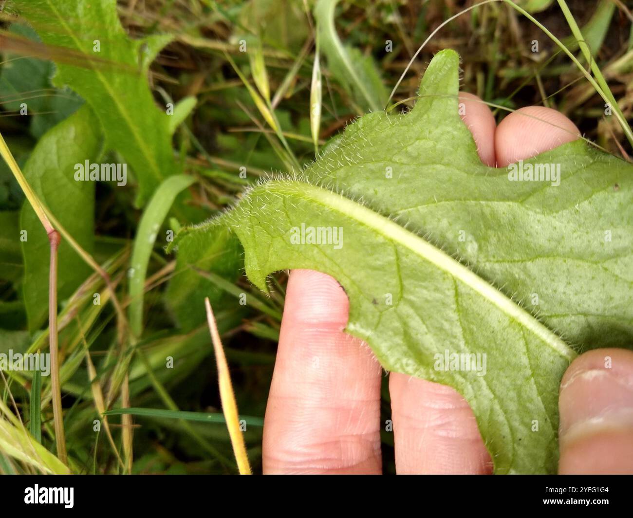 Common Cat's-ear (Hypochaeris radicata Stock Photo - Alamy